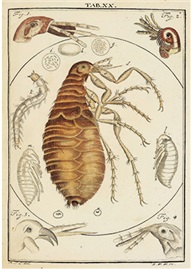 Medizingeschichte: Flöhe im Museum | PZ – Pharmazeutische Zeitung