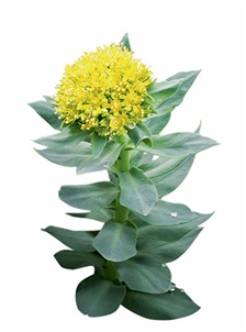 Rosenwurz: Rhodiolan nun Arzneimittel | PZ – Pharmazeutische Zeitung