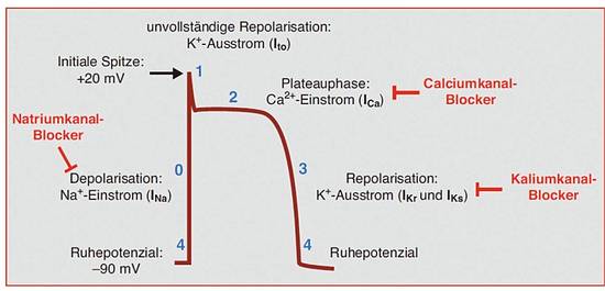 Antiarrhythmika als Taktgeber fürs Herz