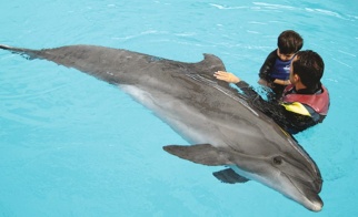 Lautlose Sprache der Tiere hilft heilen